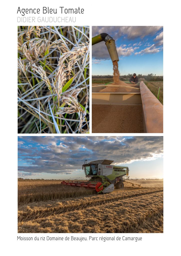 Moisson du riz Domaine de Beaujeu pour Bleu Tomate l’agence – Didier ...